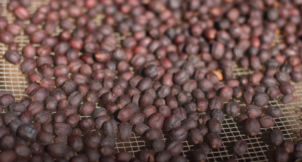 Direct Trade Relationships & Sustainability Initiatives